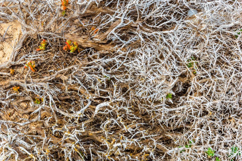 Dry Moss Texture Grass Hay Background Summer Nature Stock Photo - Image ...