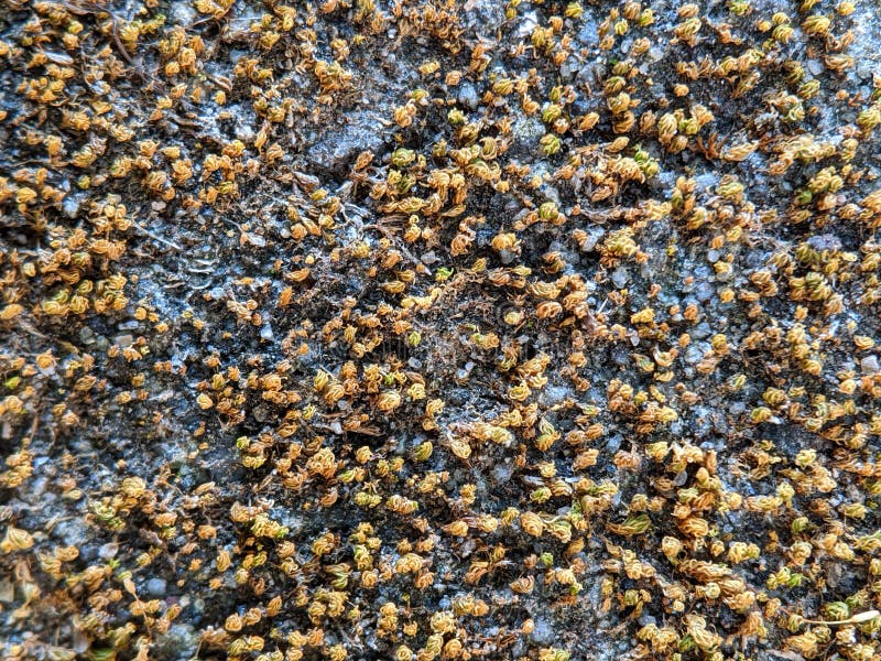 Dry Moss Texture on the Wall, Close-up View Stock Photo - Image of ...