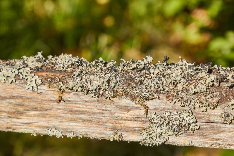 Dry Moss on a Tree Branch Against a Blue Sky in the Sun Stock Image ...