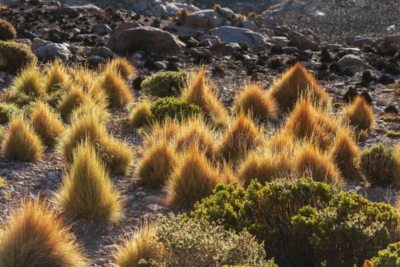 Mountain, Grass , Tree`s and Cloud Full of Nature Stock Image - Image ...