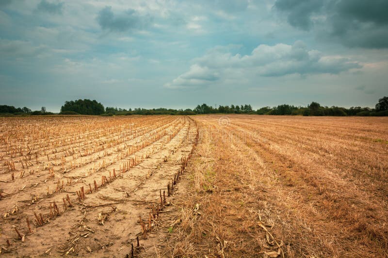Dry Mown Fields and Rainy Clouds on Sky Stock Image - Image of ...