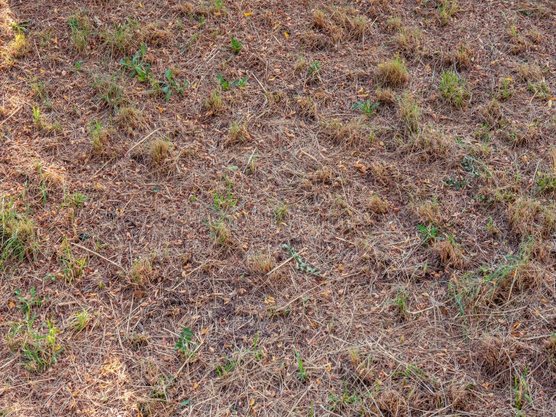 Dry Mown Grass on the Ground Top View Stock Image - Image of aerial ...