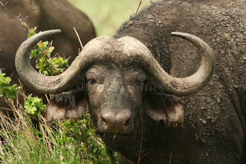 Dry muddy buffalo stock photo. Image of buffalo, boss - 11614792