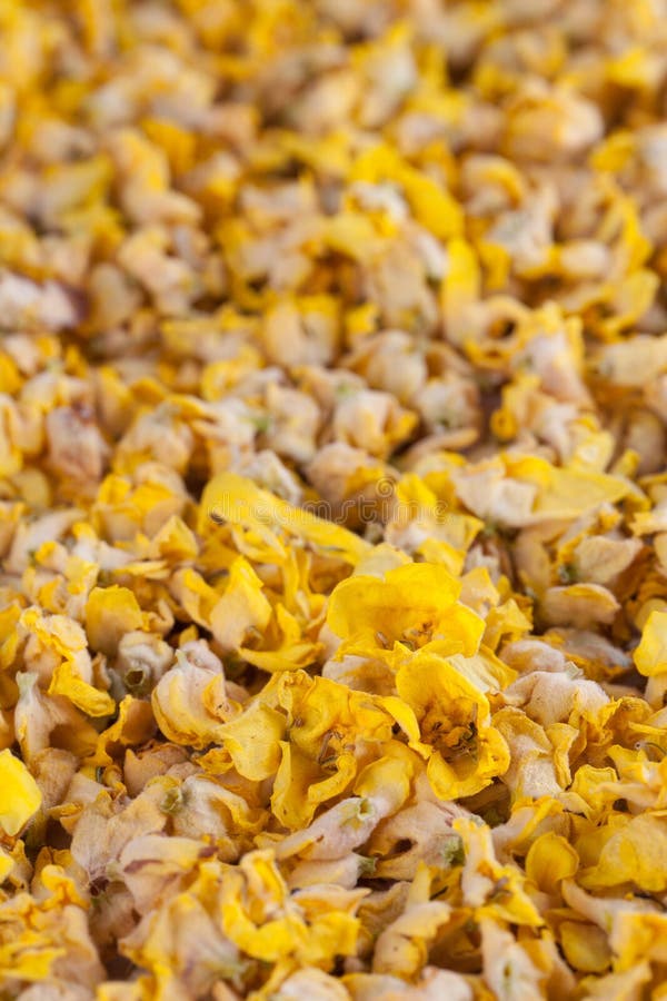 Dry mullein flowers stock photo. Image of alternative - 69766008