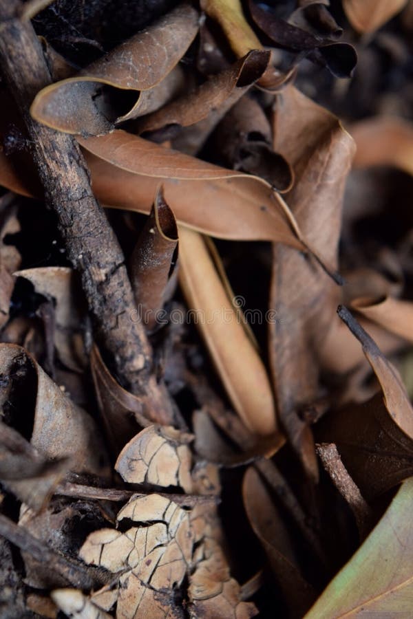 Dry nature stock photo. Image of nature, nikon, d3300 - 84118864