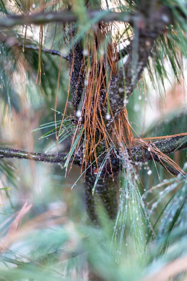 Dry Needles of a Pine Tree in the Forest. Disease of Coniferous Trees ...
