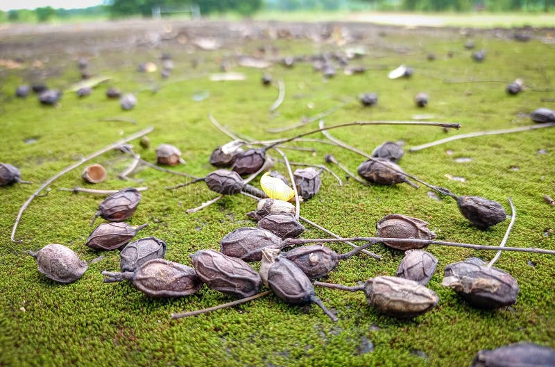 Dry Neem Fruits Laying on Grass Field 2 Stock Photo - Image of ayurveda ...