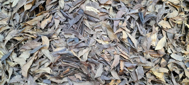 Dry Neem Leaves stock photo. Image of pile, leaves, neem - 317243044