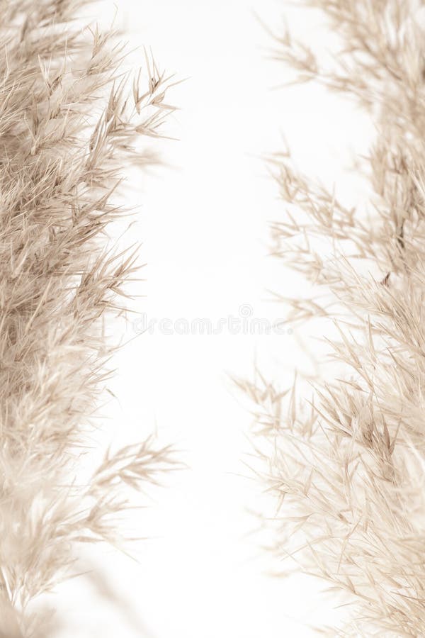 Dry Neutral Color Two Elegant Rush Flowers Branches with Soft Mist ...