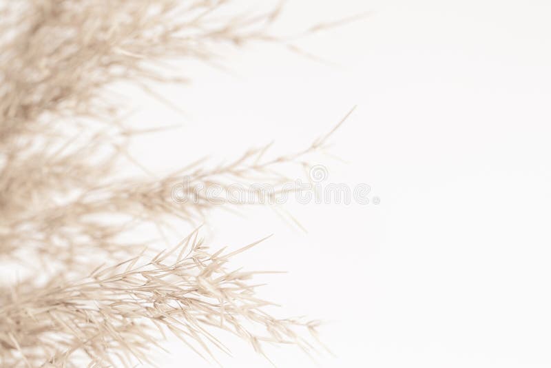 Dry Neutral Soft Mist Effect Color Rush Flowers with Light Background ...