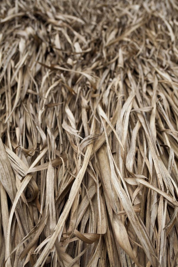 Dry Nipa Palm stock photo. Image of macro, pattern, asia - 25346626