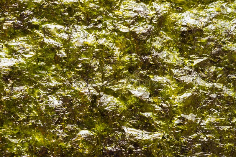 1,468 Seaweed Sheet Texture Stock Photos - Free & Royalty-Free Stock Photos from Dreamstime