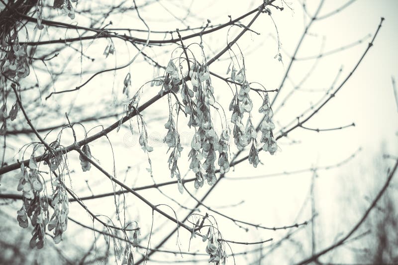 Dry `noses` on a Maple Tree Stock Photo - Image of embryo, maple: 92677962