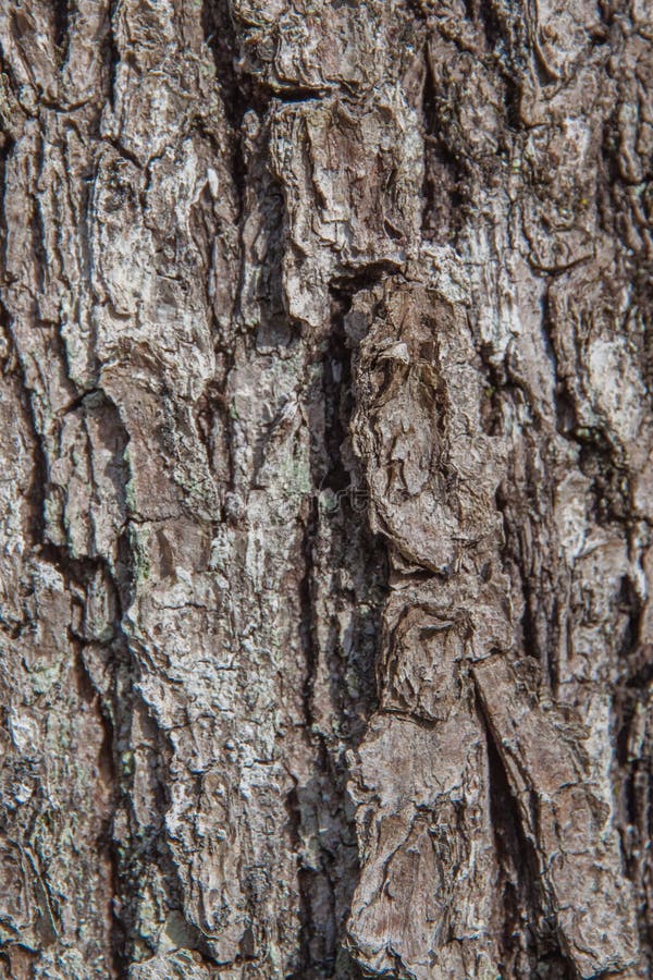 Dry Oak Bark Close-up. Background Image Stock Photo - Image of material ...