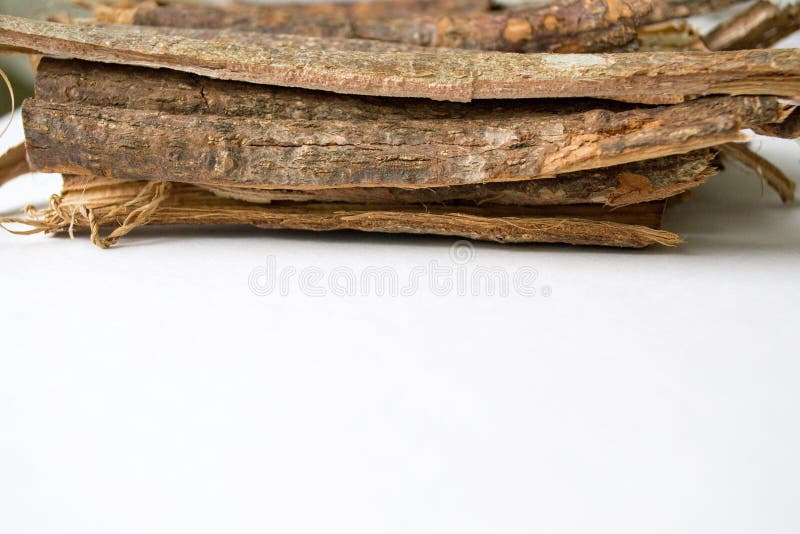 Dry Oak Bark on a White Background. Quercus Cortex Stock Image - Image ...