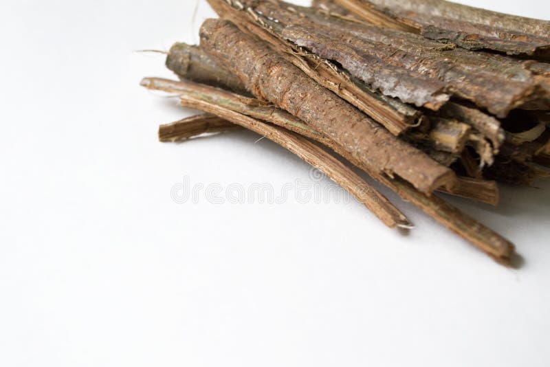 Dry Oak Bark on a White Background. Quercus Cortex Stock Image - Image ...