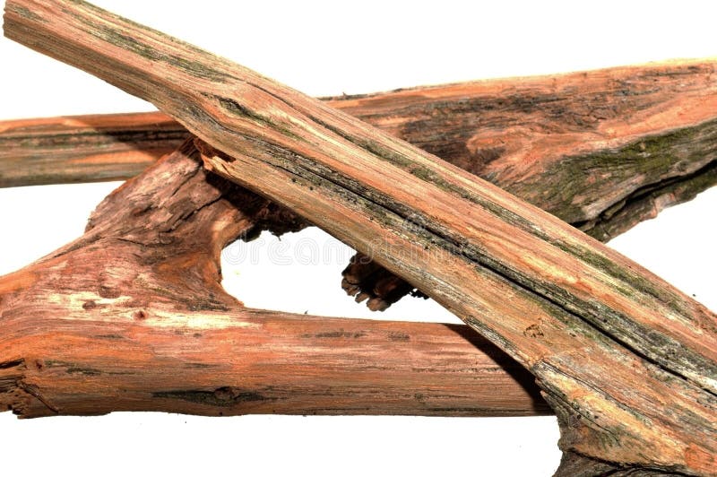 Dry Oak Branch Isolated on White Background Stock Photo - Image of ...