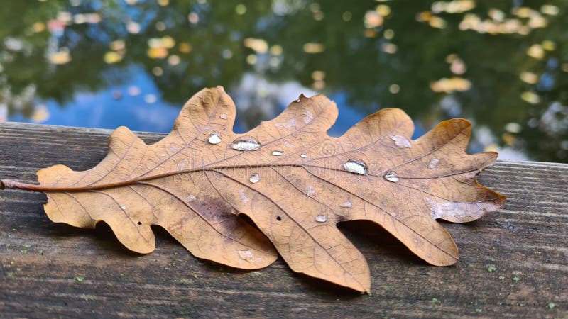 A Dry Oak Leaf with Drops of Water. Stock Image - Image of autumn ...