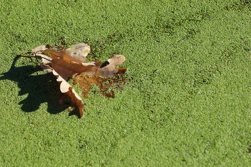 Dry oak leaf stock image. Image of water, autumn, duckweed - 34084367