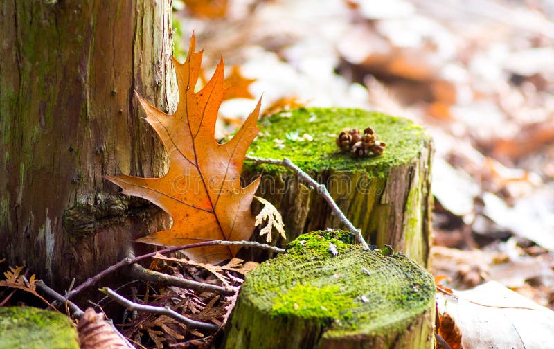 Dry Oak Leaf Under a Tree among Branches and Moss in the Autumn Forest ...