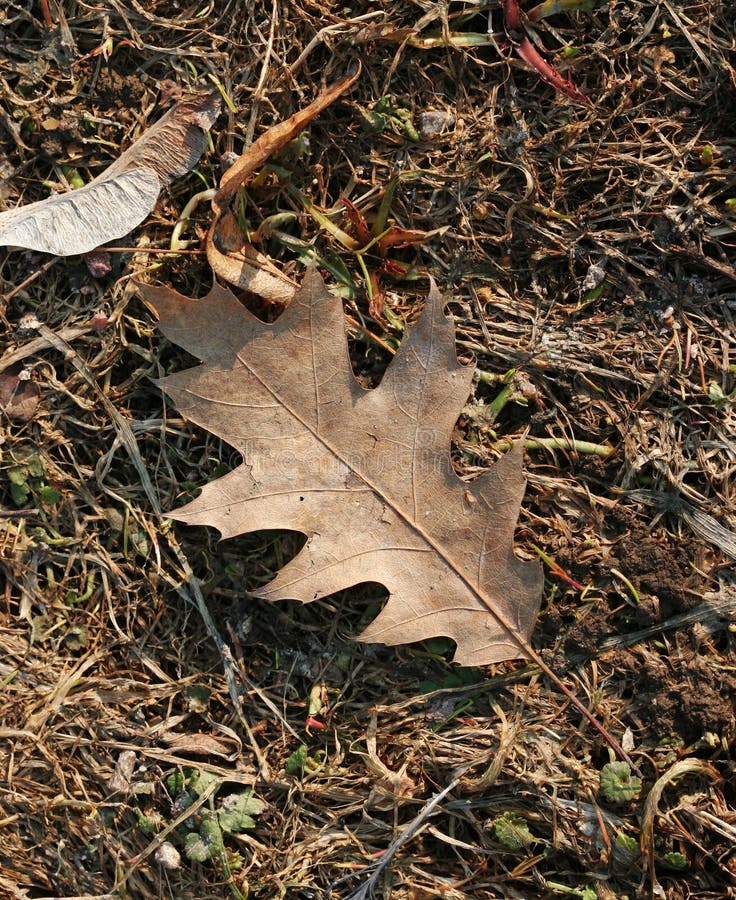 Dry Oak Leave on Ground, Spring Stock Photo - Image of tree, fall ...