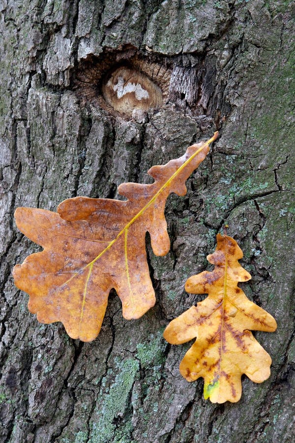 Dry Oak Leaves Picture. Image: 487178 Dry Oak Leaves Picture. Image: 487178