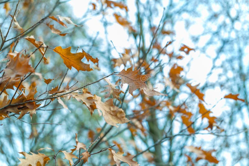 Dry oak leaves in autumn stock image. Image of golden - 80505541