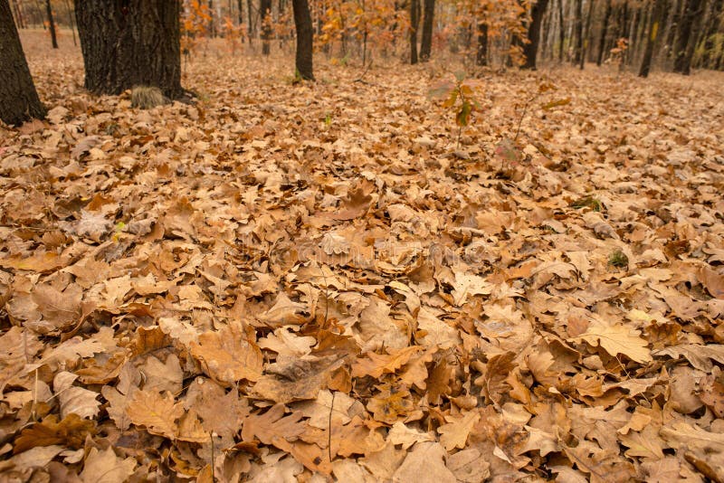 Dry oak leaves stock image. Image of defoliation, orange - 46035077