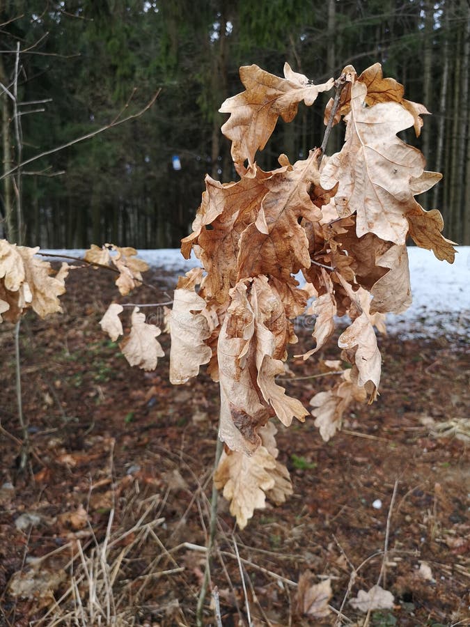 Dry Oak Leaves Left on the Tree and Not Fallen in the Forest Stock ...