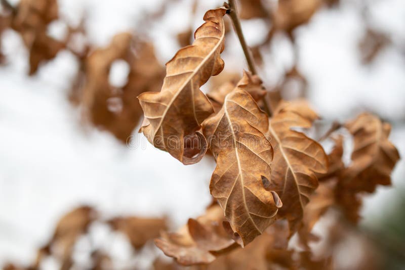 Dry oak leaves on the tree stock image. Image of tree - 242962961