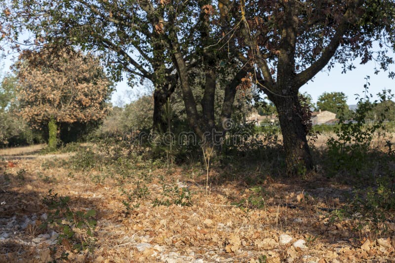 Dry Oak Leaves on Tree Branches in Autumn Stock Image - Image of ...