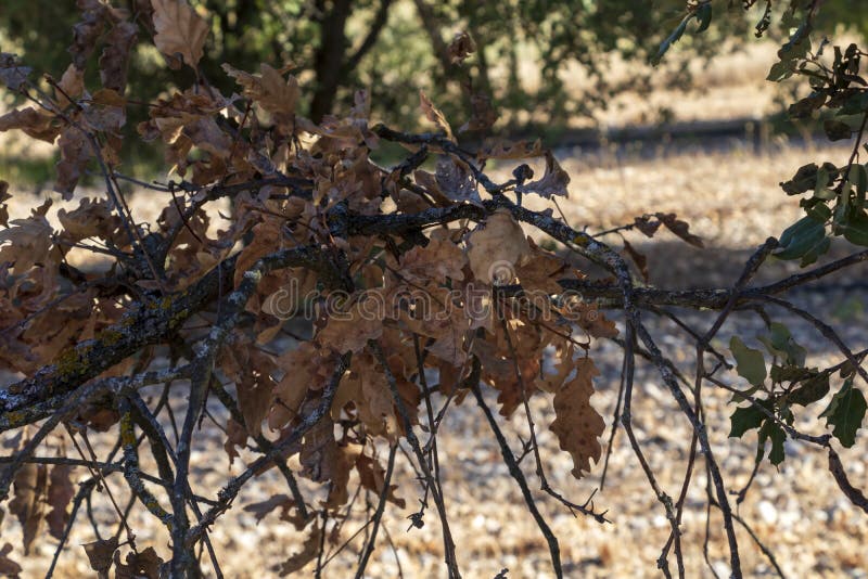 Dry Oak Leaves on Tree Branches in Autumn Stock Photo - Image of leaves ...