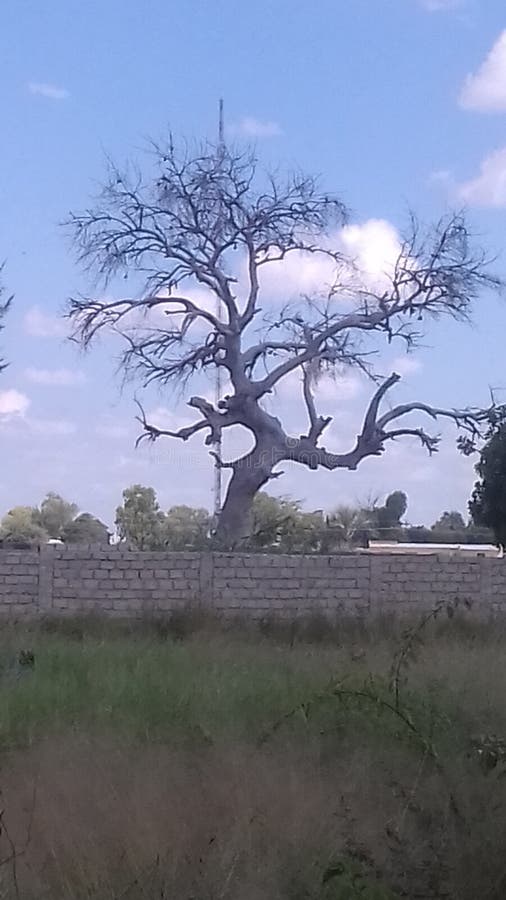 Dry oak tree stock photo. Image of line, brand, drawing - 184364710