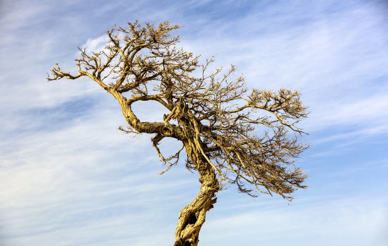 Dry oak tree against stock image. Image of branches, plants - 85332535