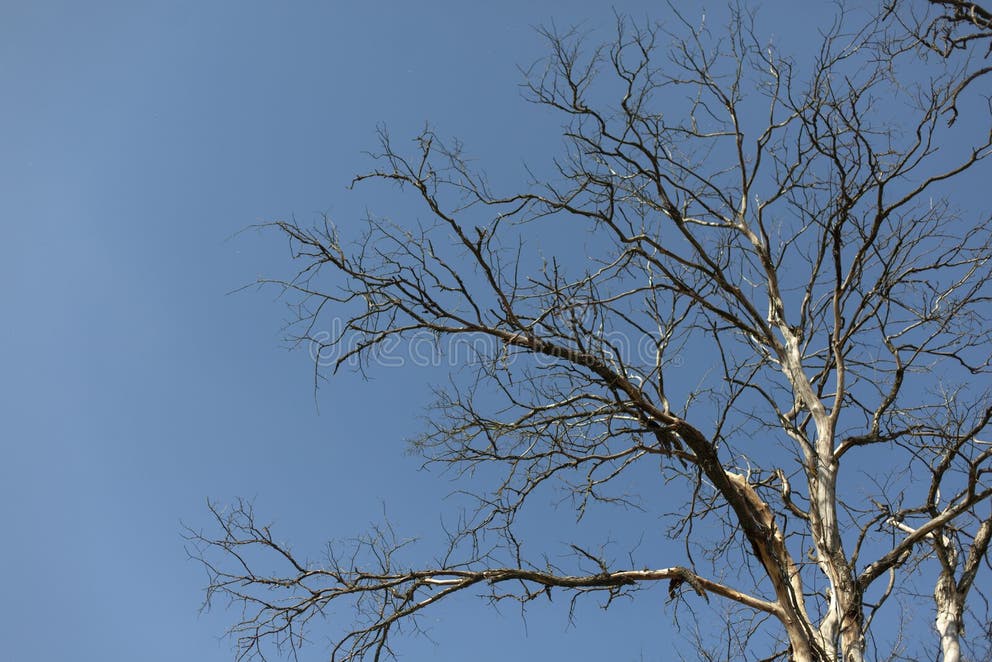 Dry Oak. a Tree Against the Sky Stock Image - Image of autumn ...