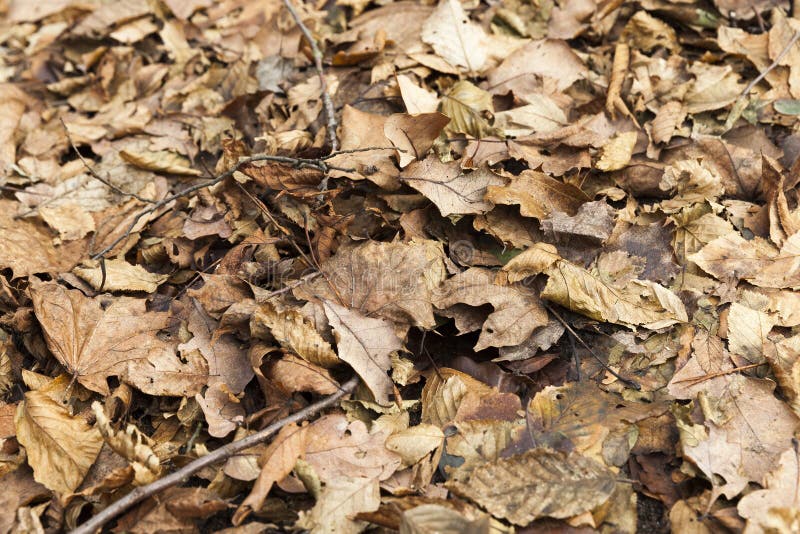 Dry old foliage forest stock photo. Image of brown, fall - 129356776