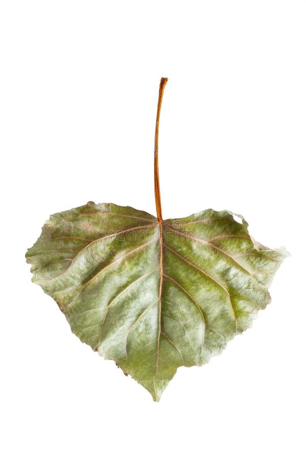 Dry, Old Leaf of Tree Isolated on White Background Stock Image - Image ...