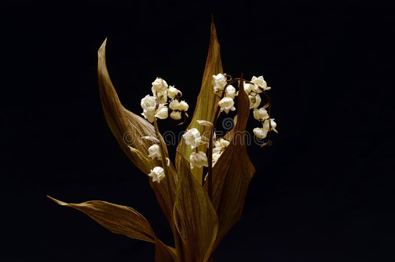 Dry Old Lily Valley Flower Stock Photos - Free & Royalty-Free Stock ...