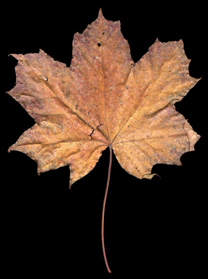 Six dry maple leaves stock image. Image of foliage, brown - 67326925