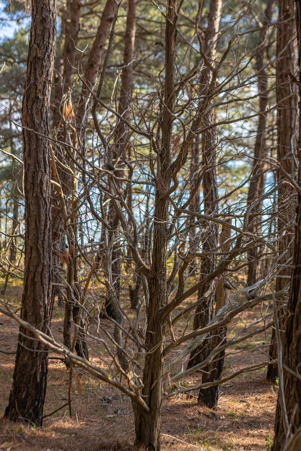 A Dry Old Tree with Branches without Leaves on a Forest Background on a ...