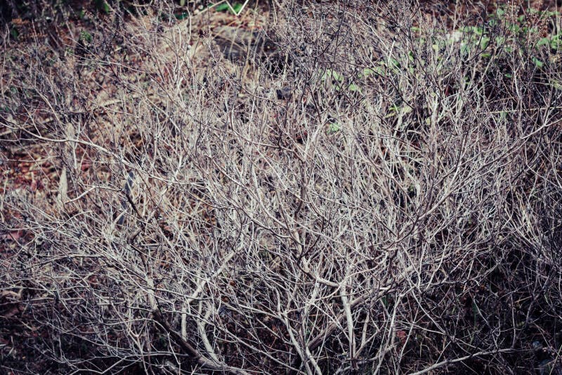 Dry Old Tree Branches, Vintage Background Texture. Stock Image - Image ...