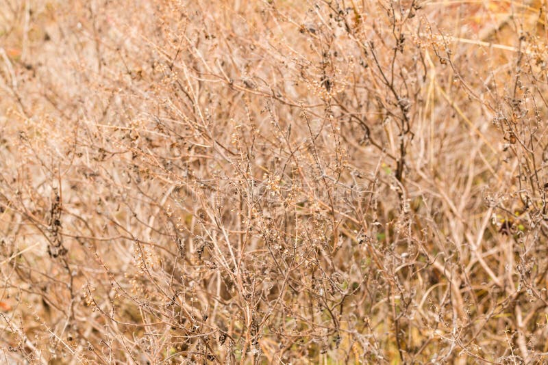 Dry Old Tree Branches, Vintage Background Texture. Stock Photo - Image ...