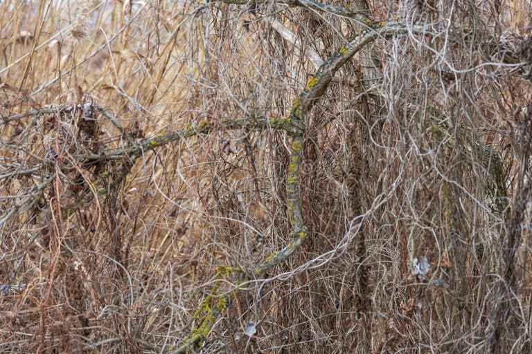 A Dry Old Tree Has Branches Intertwined with Dry Roots Stock Image ...
