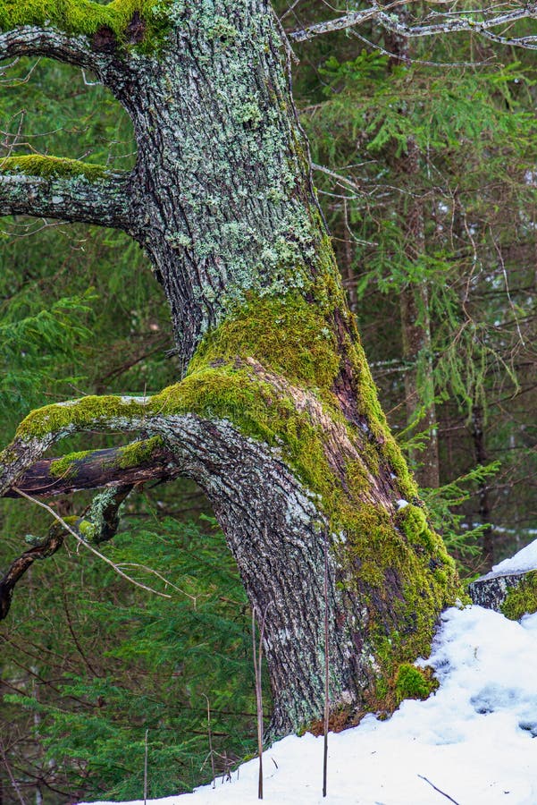 Dry Old Tree Trunk Stomp in Nature Stock Photo - Image of leaf ...