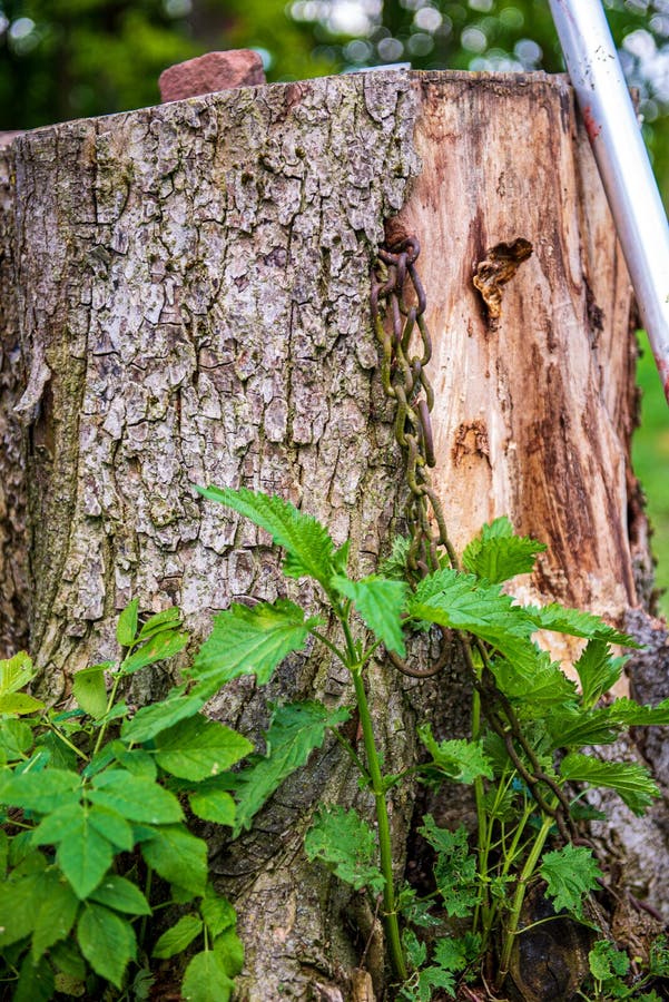 Dry Old Tree Trunk Stomp in Nature Stock Photo - Image of outdoors ...