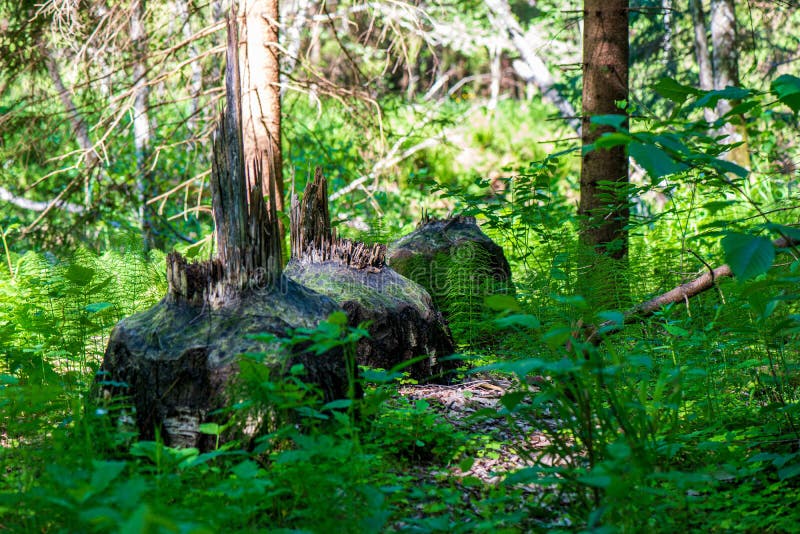 Dry Old Tree Trunk Stomp in Nature Stock Photo - Image of forest ...