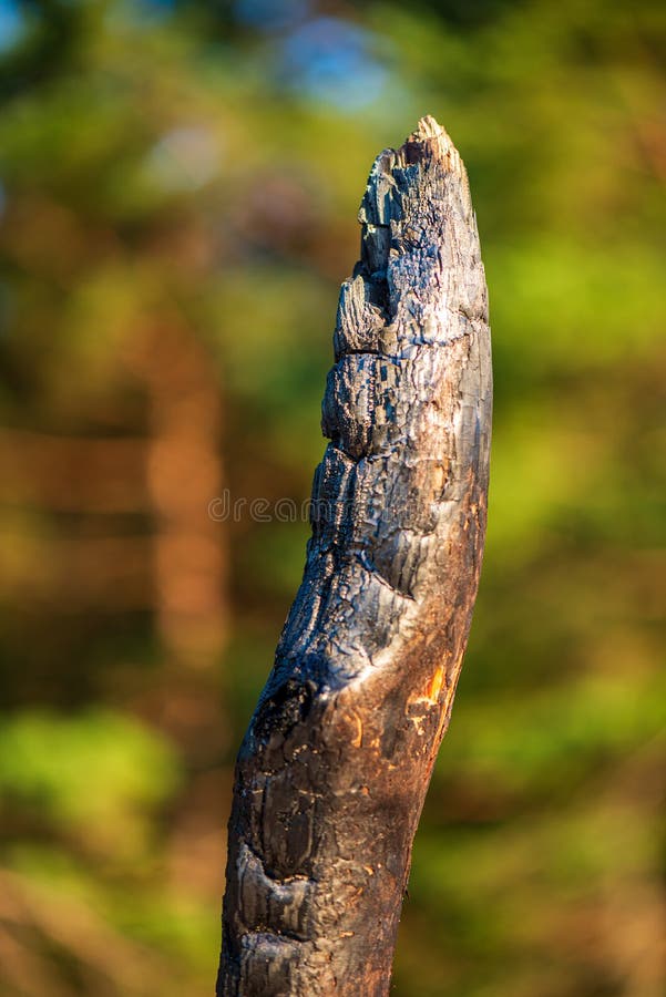 Dry Old Tree Trunk Stomp in Nature Stock Photo - Image of pine ...