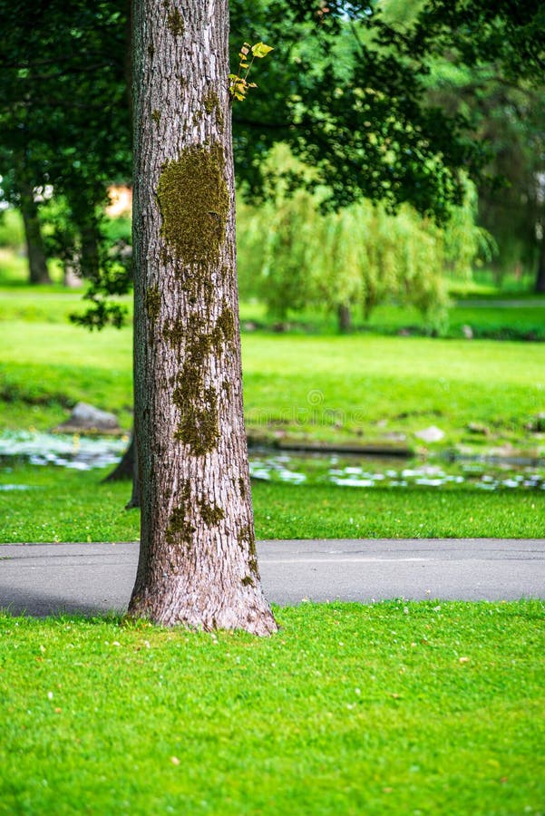 Dry Old Tree Trunk Stomp in Nature Stock Photo - Image of stomp, branch ...