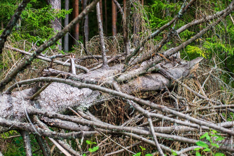 Dry Old Tree Trunk Stomp in Nature Stock Image - Image of flora, stomp ...