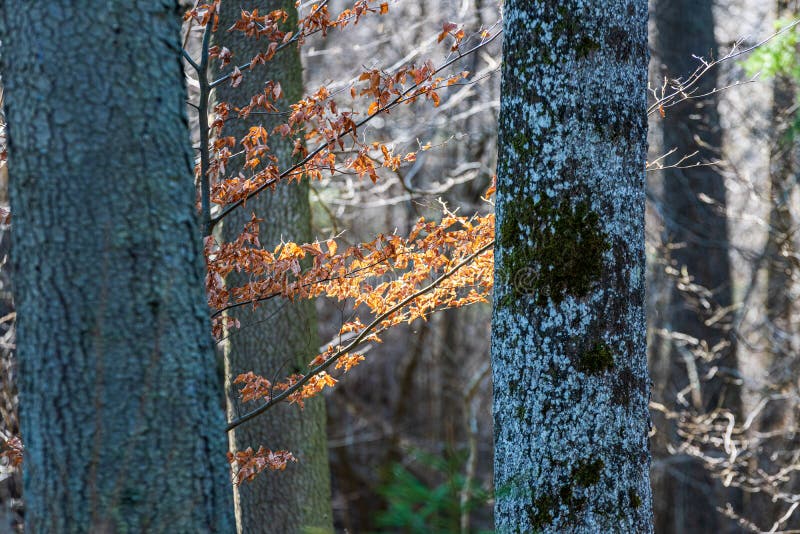 Dry Old Tree Trunk Stomp in Nature Stock Image - Image of pine ...